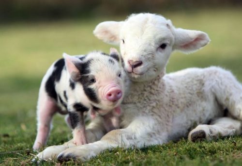 Rose Hill Veterinary Practice, P.C. | Serving Piedmont Virginia